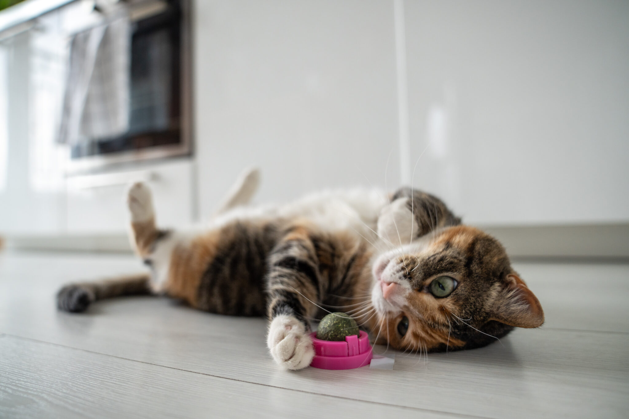 Can Kittens Have Catnip? | Little Silver Animal Hospital