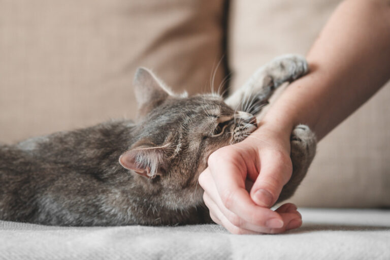 Cat Bites on Hands: Understanding and Preventing Feline Nips - Little ...
